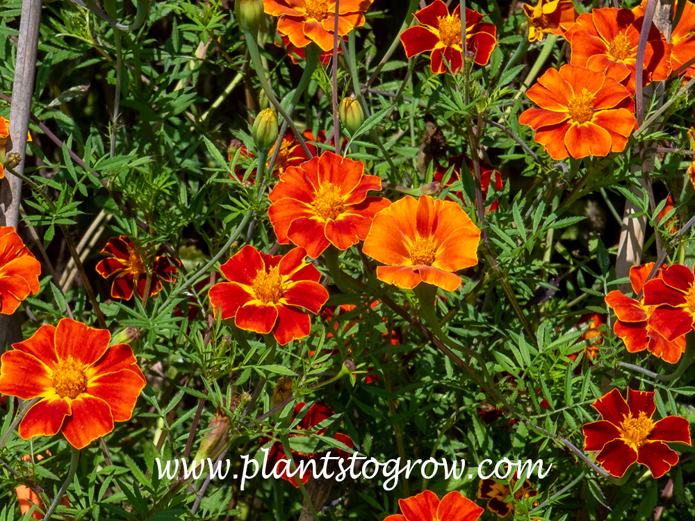 Cinnabar Marigold (Tagetes erecta) | Plants To Grow Plants Database by ...