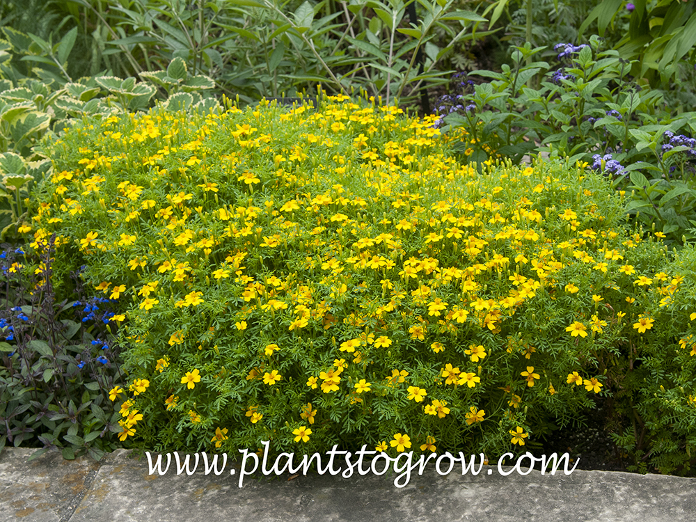 Gem series Marigold (Tagetes tenuifolia) | Plants To Grow Plants ...