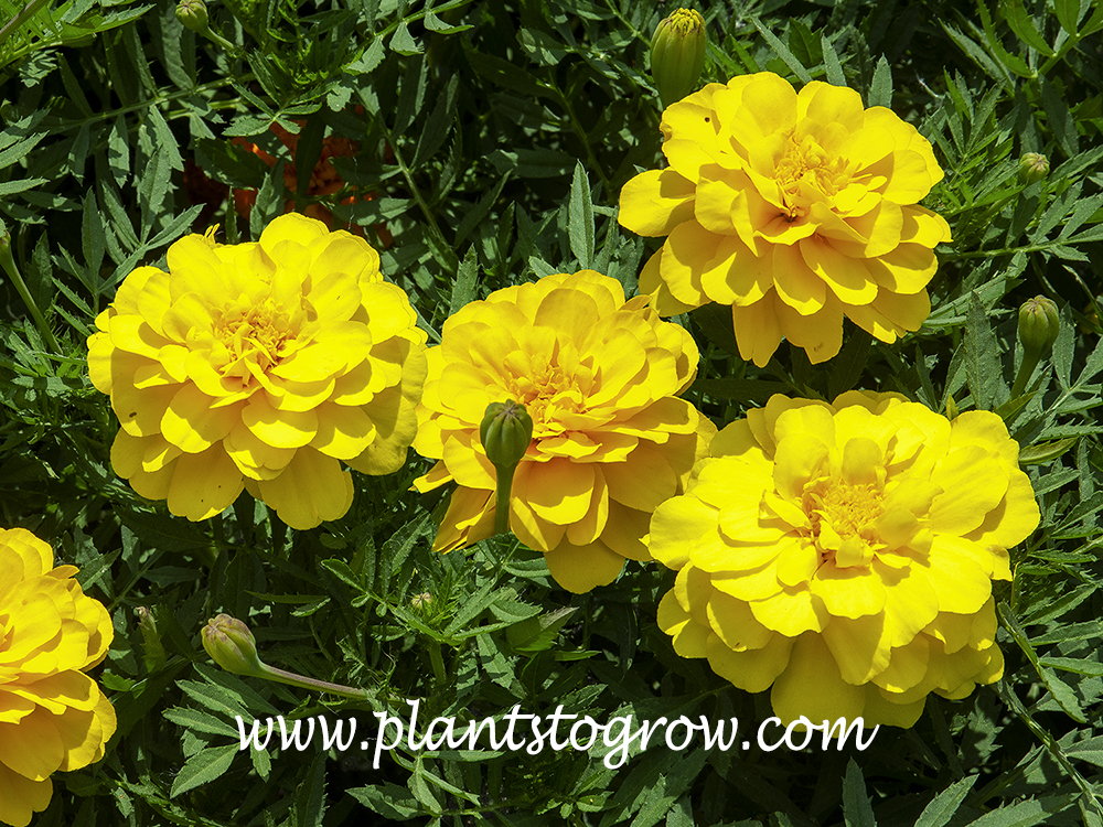 Durango Marigold series (Tagetes patula) | Plants To Grow Plants ...