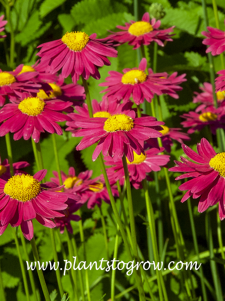 Parks Extra Double Prize (Tanacetum coccineum) | Plants To Grow Plants ...