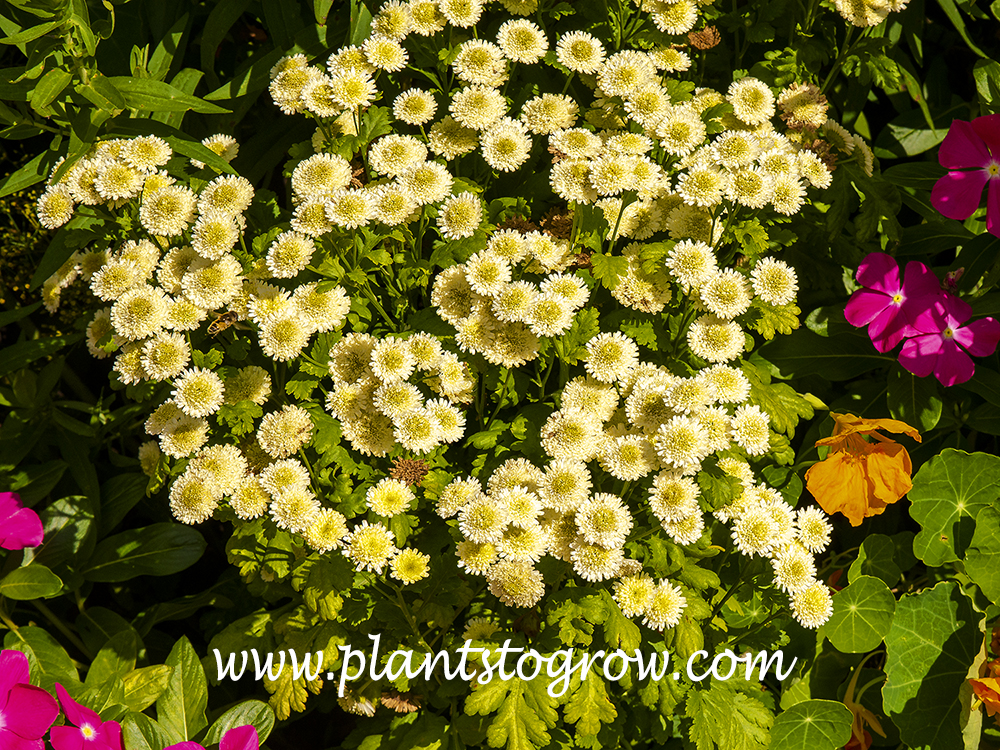 Yellow Magic Feverfew (Tanacetum) | Plants To Grow Plants Database by ...