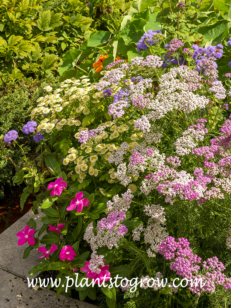 Yellow Magic Feverfew (Tanacetum) | Plants To Grow Plants Database by ...
