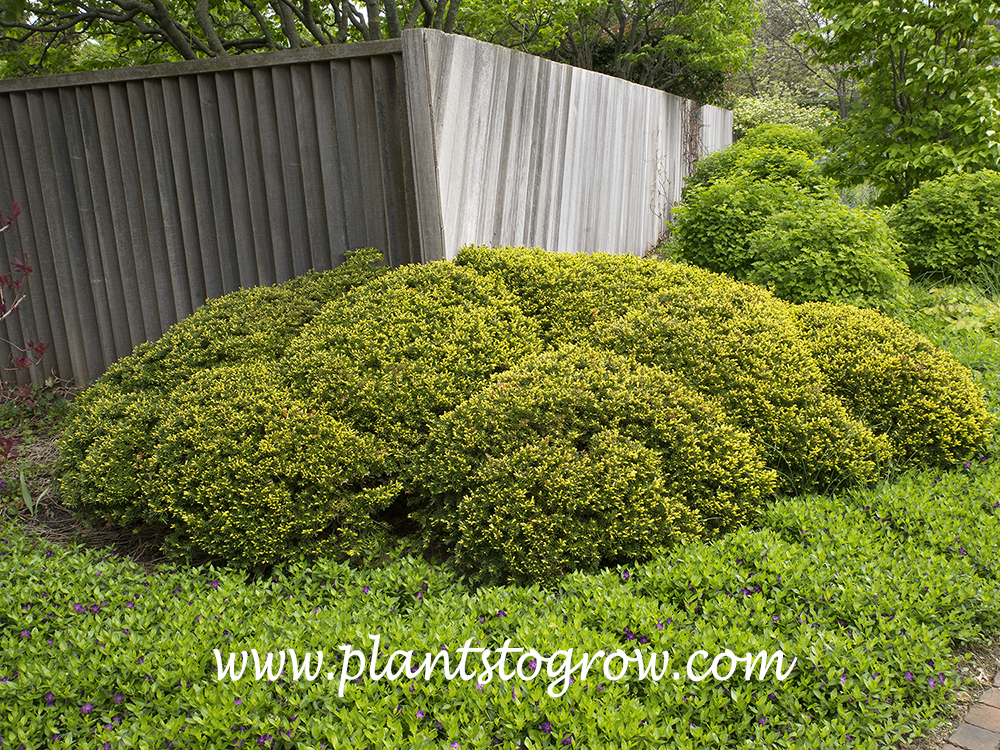 'Wards' Yew (Taxus x media) | Plants To Grow Plants Database by Paul S ...