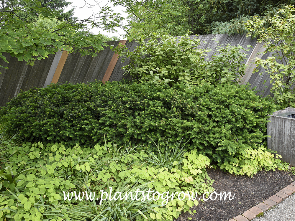 'Wards' Yew (Taxus x media) | Plants To Grow Plants Database by Paul S ...