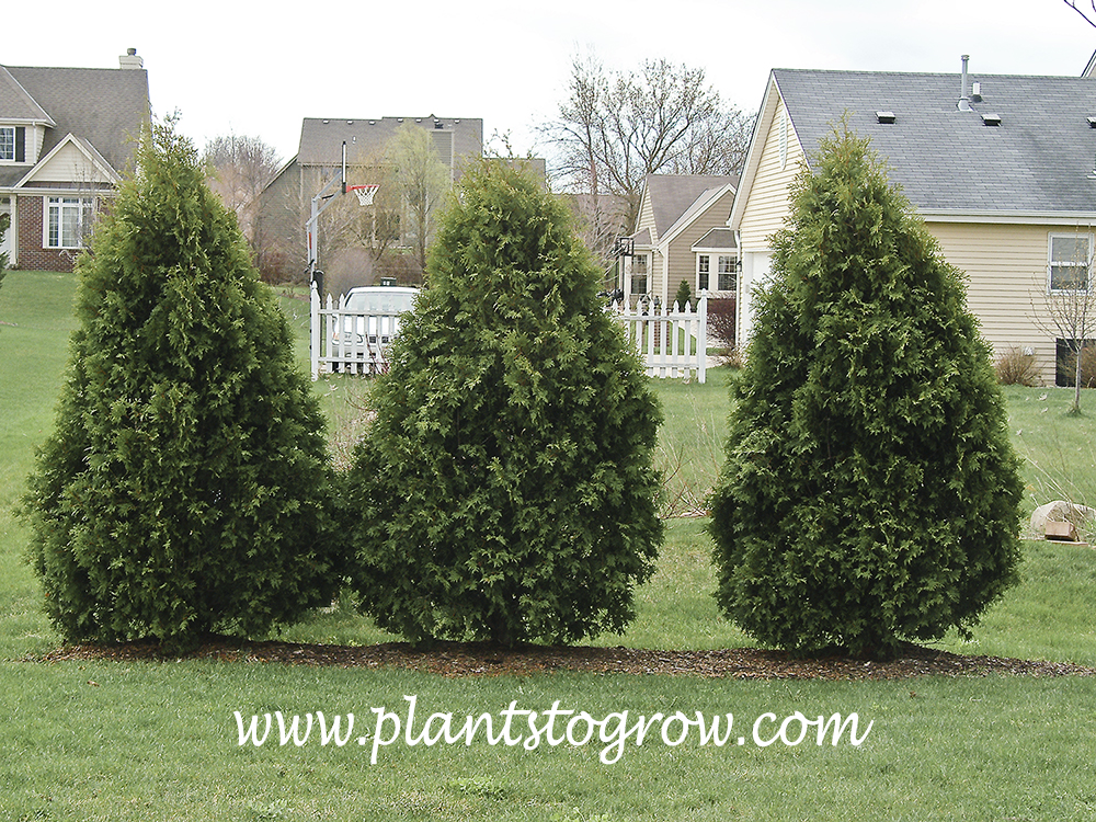 Techny Arborvitae (Thuja occidentalis) | Plants To Grow Plants Database ...