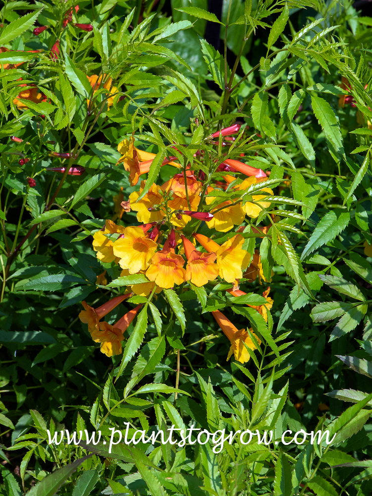Tecoma stans var angustata Sangria | Plants To Grow Plants Database by ...