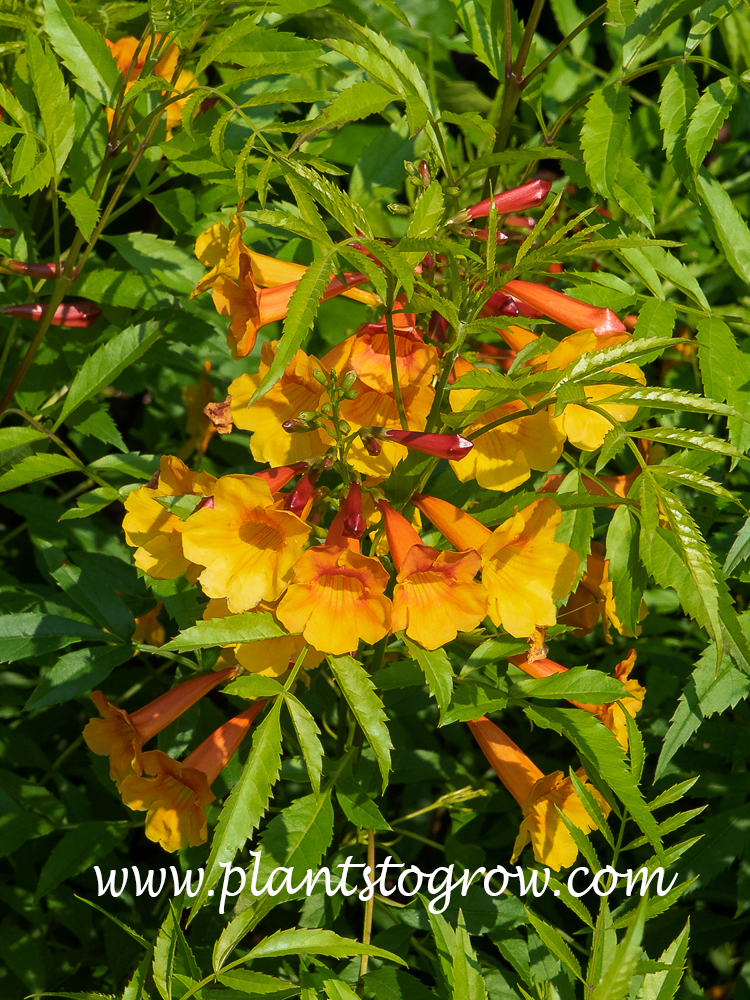 Tecoma stans var angustata Sangria | Plants To Grow Plants Database by ...