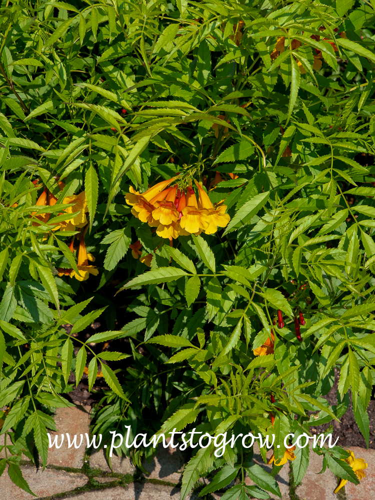 Tecoma stans var angustata Sangria | Plants To Grow Plants Database by ...