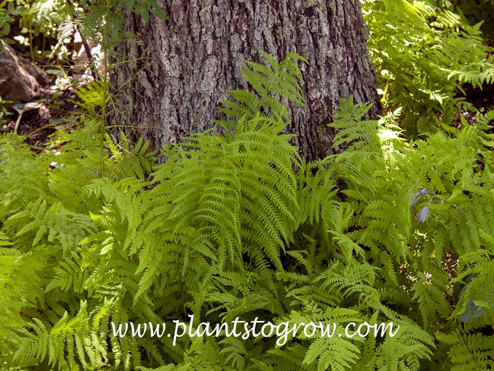 Northern Marsh Fern (Thelypteris palustris) | Plants To Grow Plants ...