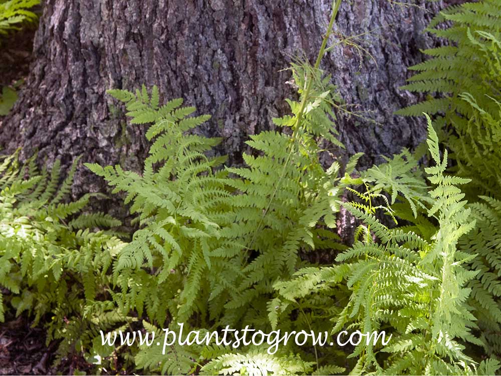 Northern Marsh Fern (Thelypteris palustris) | Plants To Grow Plants ...