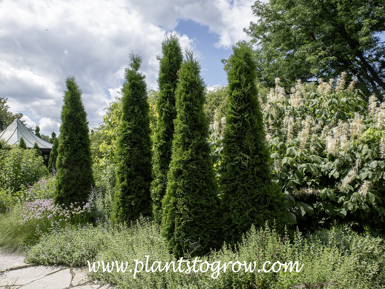 American Pillar Arborvitae (Thuja occidentalis) | Plants To Grow Plants ...