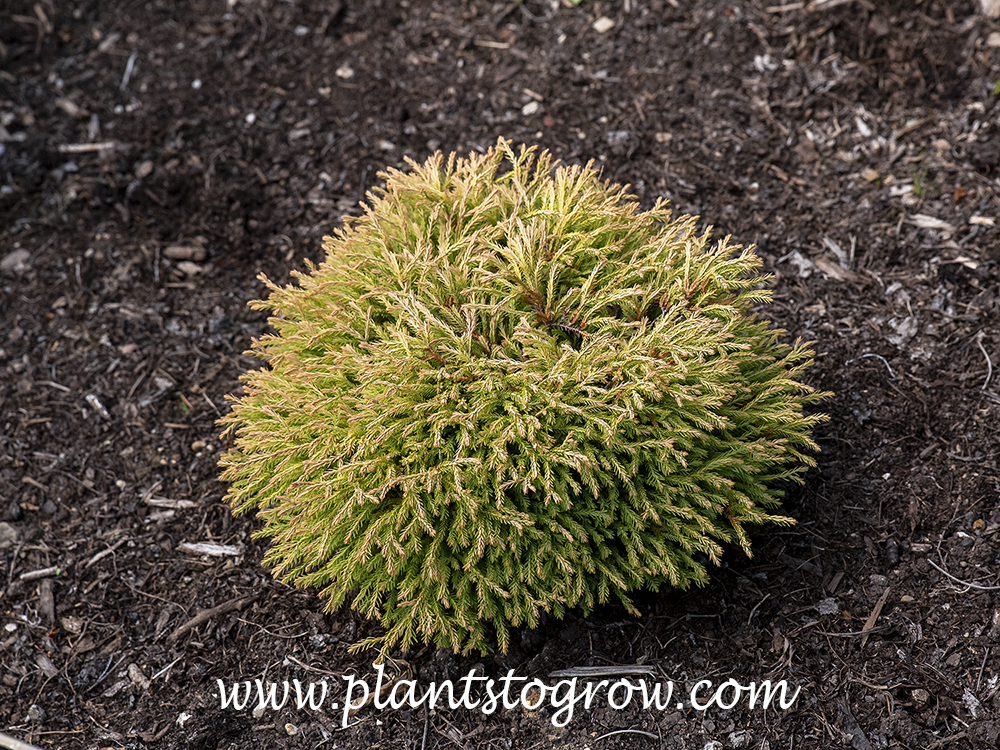 Golden Tuffet Arborvitae (Thuja occidentalis) | Plants To Grow Plants ...
