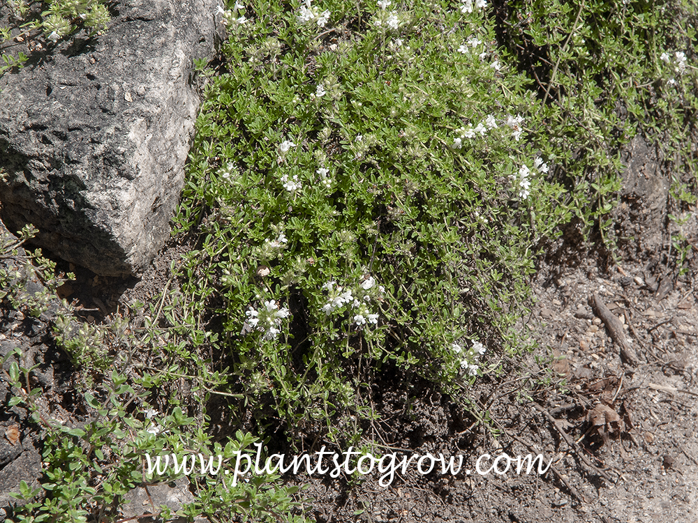 White Moss Thyme (Thymus praecox albiflorus) | Plants To Grow Plants ...