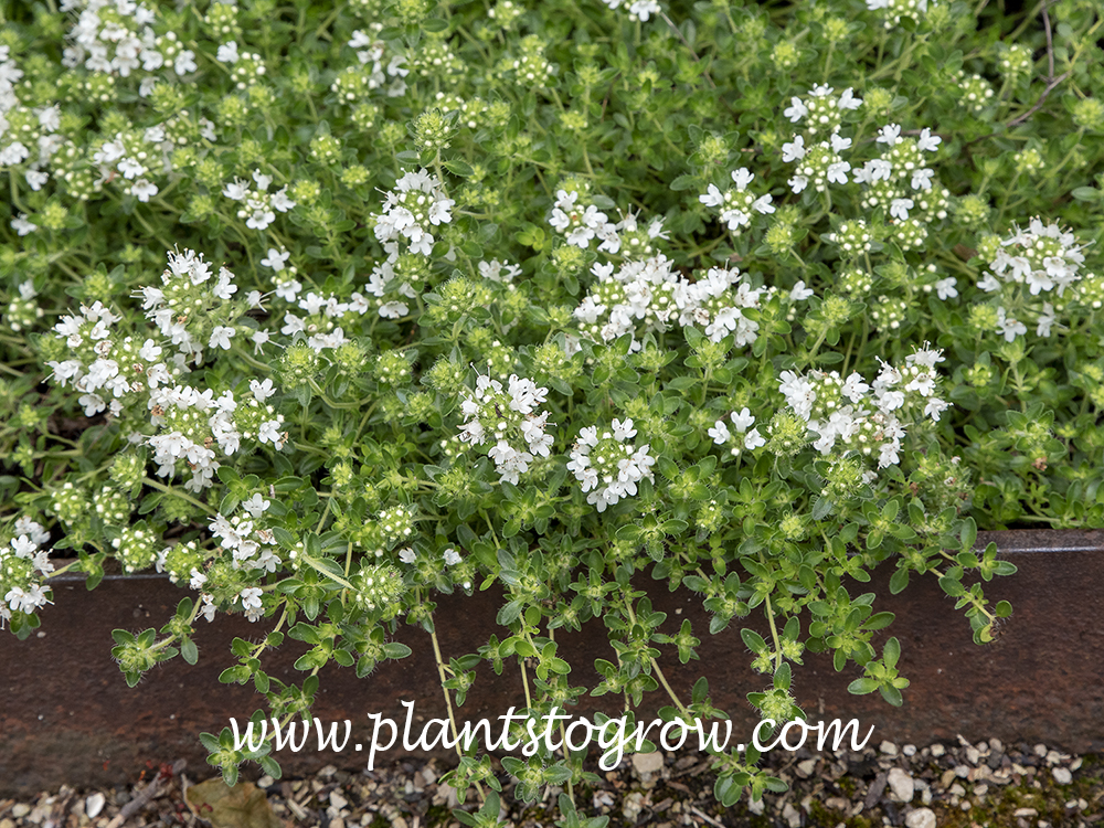Thymus Praecox Albiflorus Seeds at Frank Duke blog