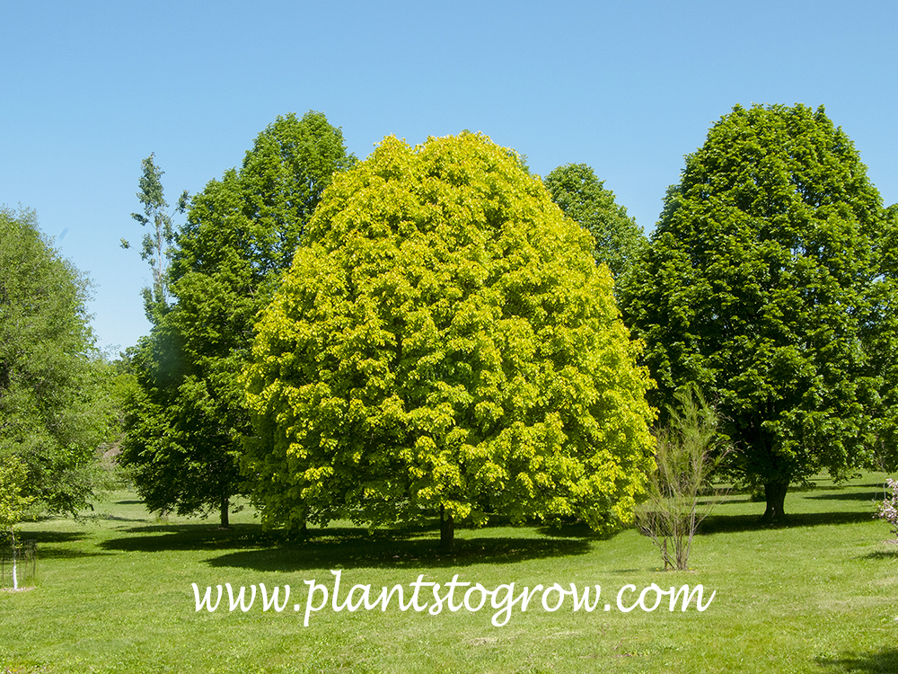 Golden European Linden (Tilia x Europaea) | Plants To Grow Plants ...