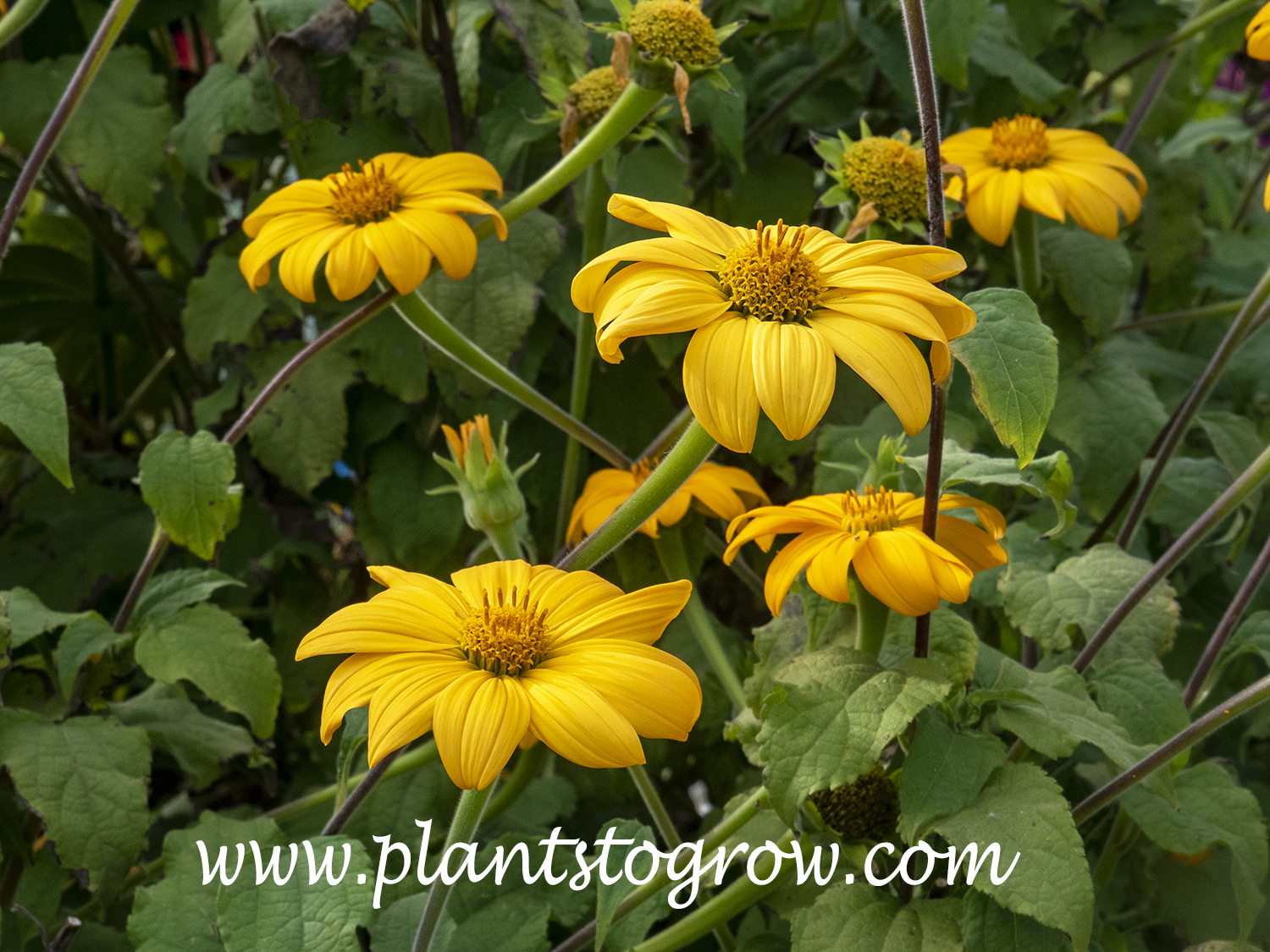 Mexican Sunflower; Mexican Sunflower 'Yellow Torch'; Tithonia; annual ...