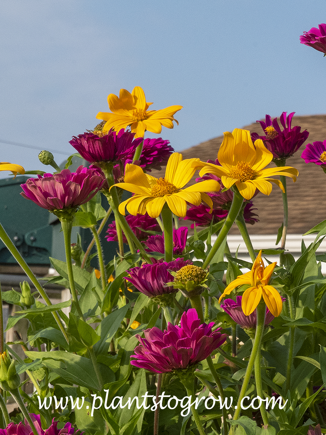 Mexican Sunflower; Mexican Sunflower 'Yellow Torch'; Tithonia; annual ...