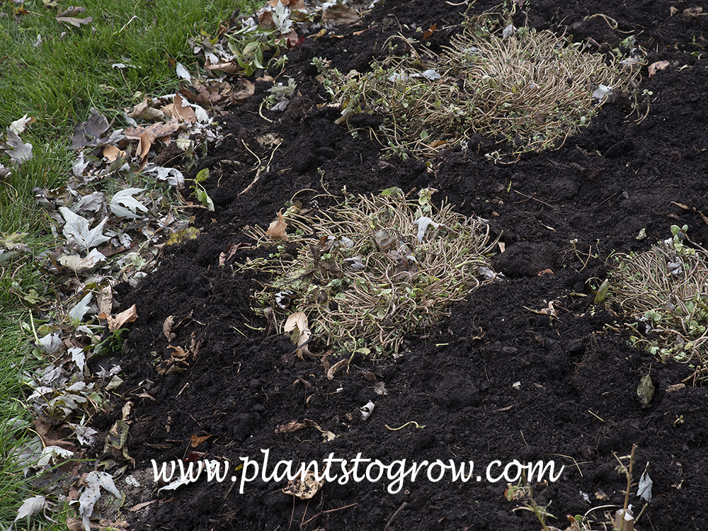 topdressing with organic matter | Plants To Grow Plants Database by ...