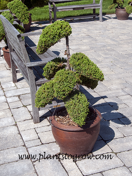 Topiary | Plants To Grow Plants Database by Paul S. Drobot