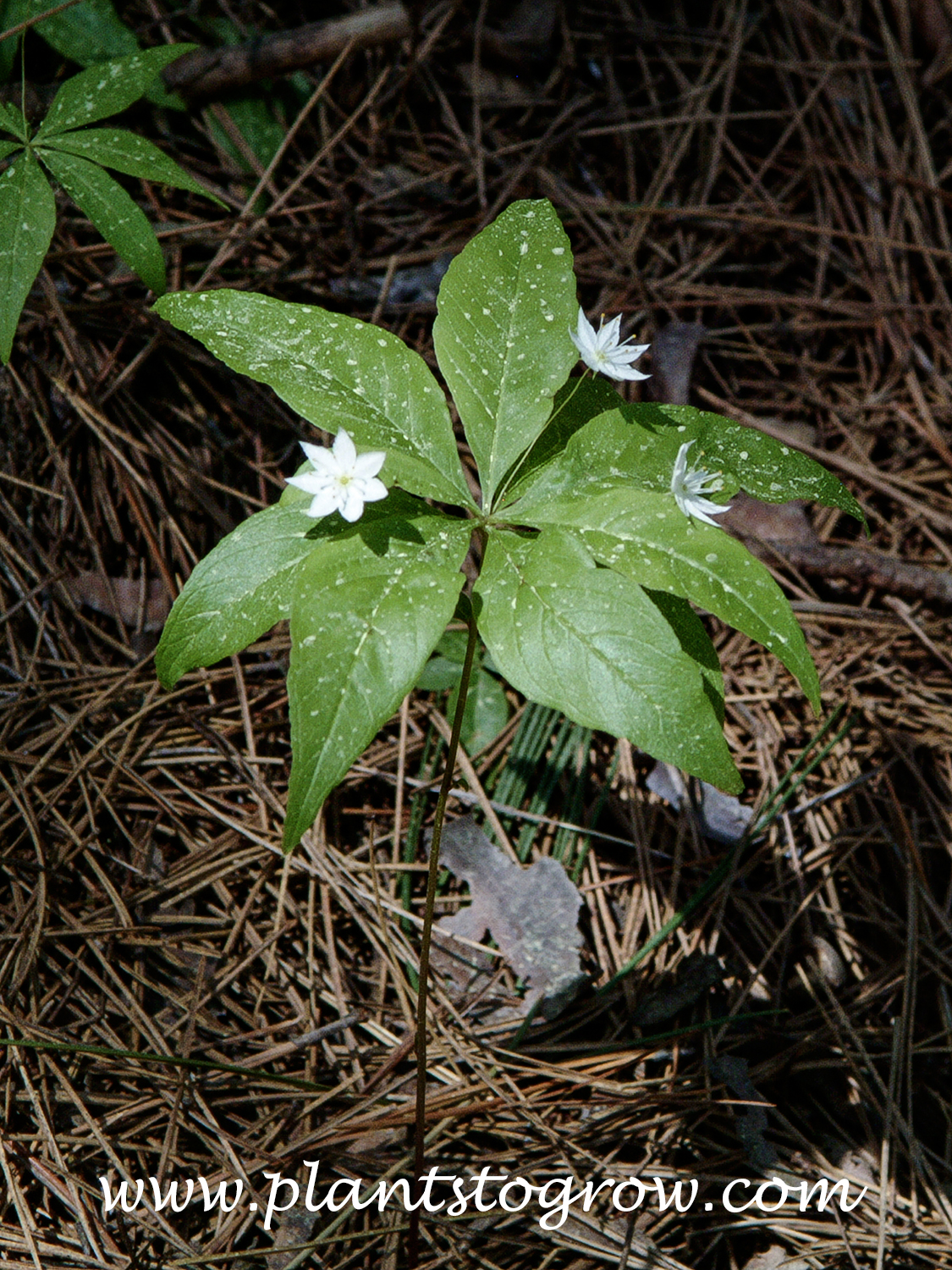 Star Flower (Trientalis borealis) | Plants To Grow Plants Database by ...