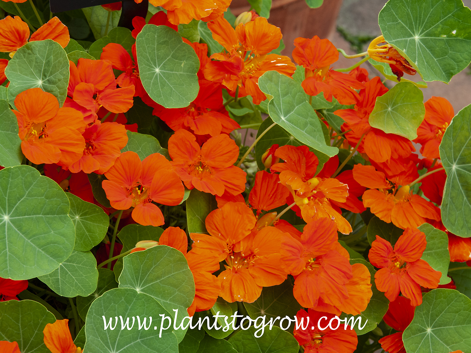 'Fort Hook' Nasturtium (Tropaeolum majus) | Plants To Grow Plants ...