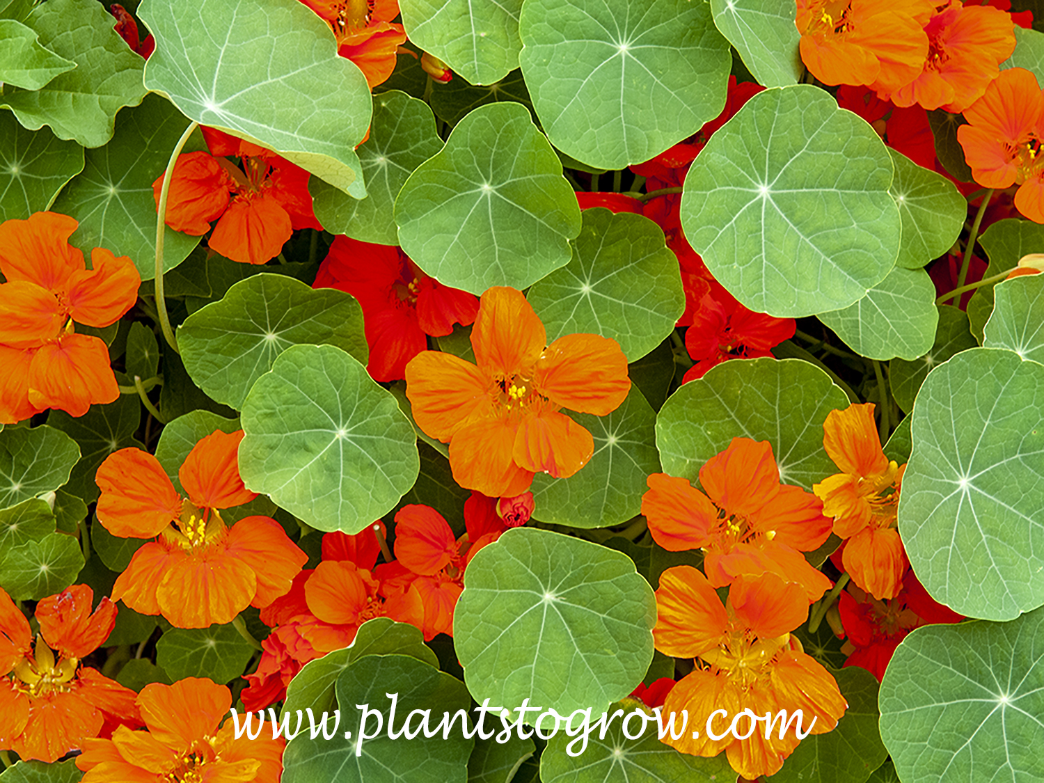 'Fort Hook' Nasturtium (Tropaeolum majus) | Plants To Grow Plants ...