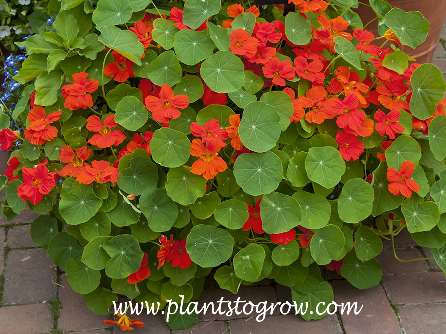'Fort Hook' Nasturtium (Tropaeolum majus) | Plants To Grow Plants ...