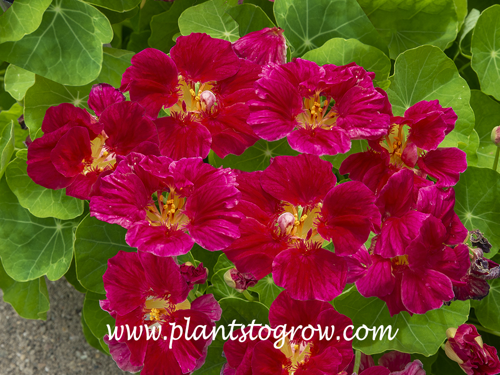 Whirlybird series Nasturtium (Tropaeolum majus) | Plants To Grow Plants ...