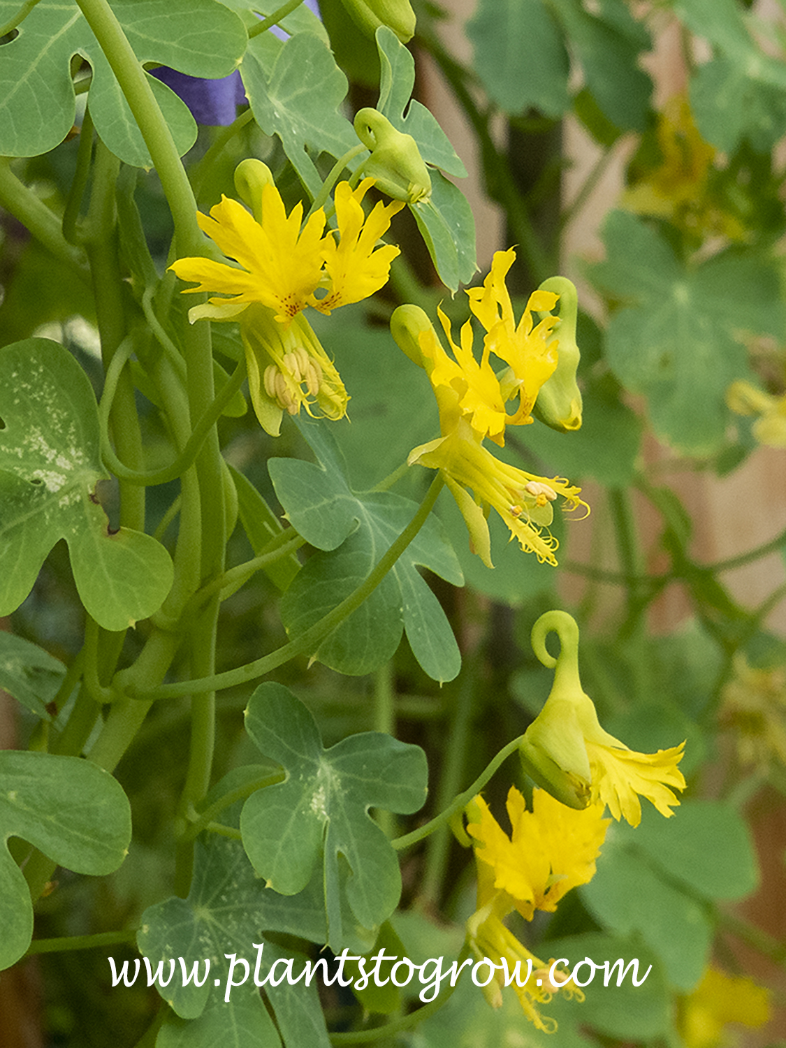Canary Creeper (Tropaeolum peregrinum) | Plants To Grow Plants Database ...