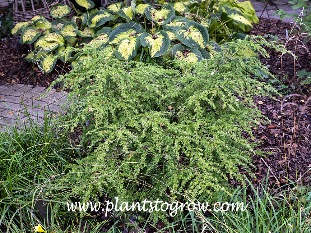 Golden Duchess Canadian Hemlock (Tsuga canadensis) | Plants To Grow ...