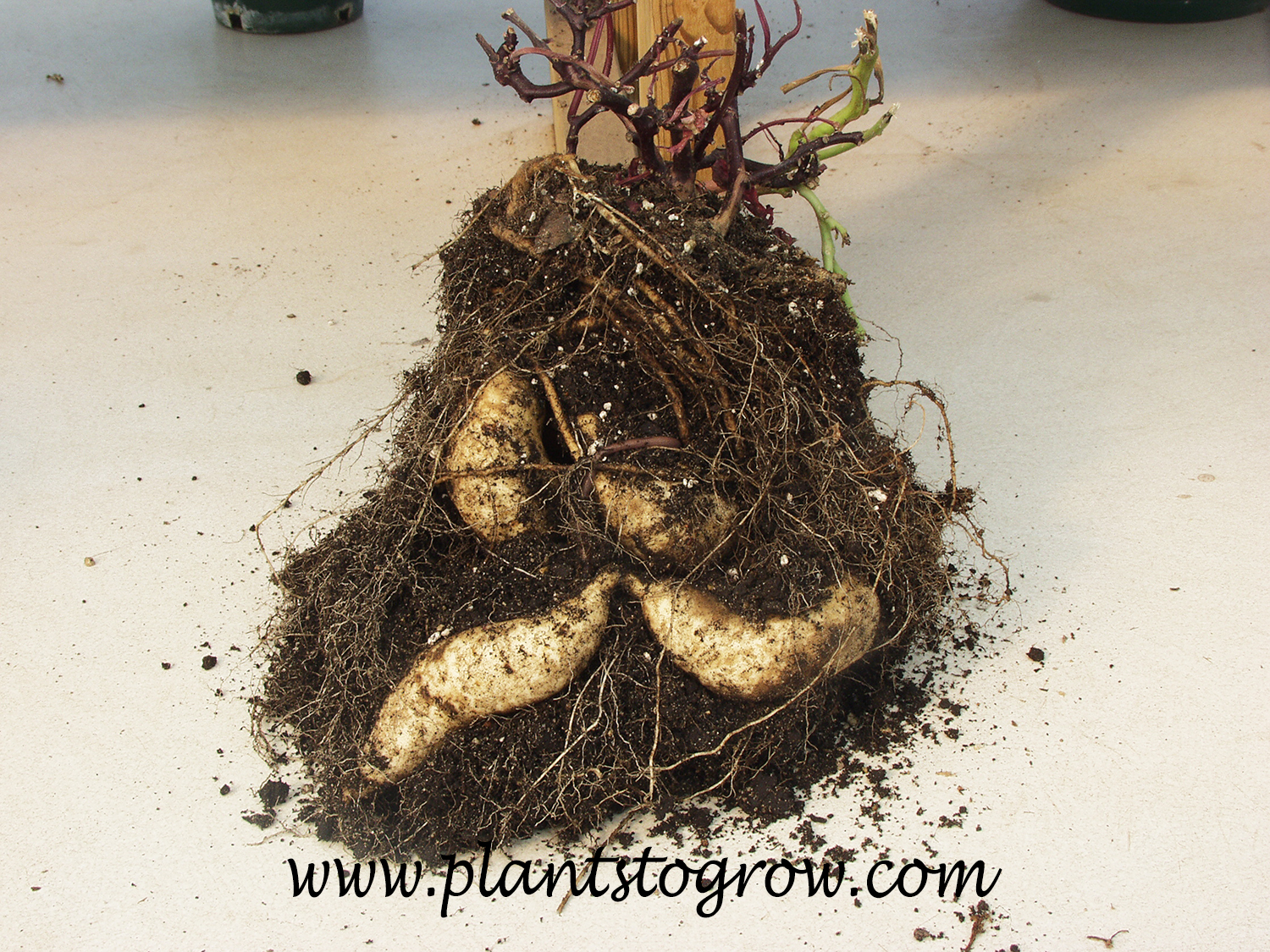 tuberous roots | Plants To Grow Plants Database by Paul S. Drobot