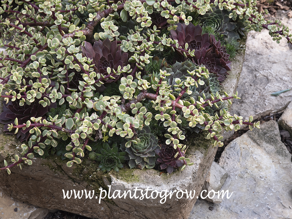 Variegated Elephant Bush (Portulacaria afra variegata) | Plants To Grow ...