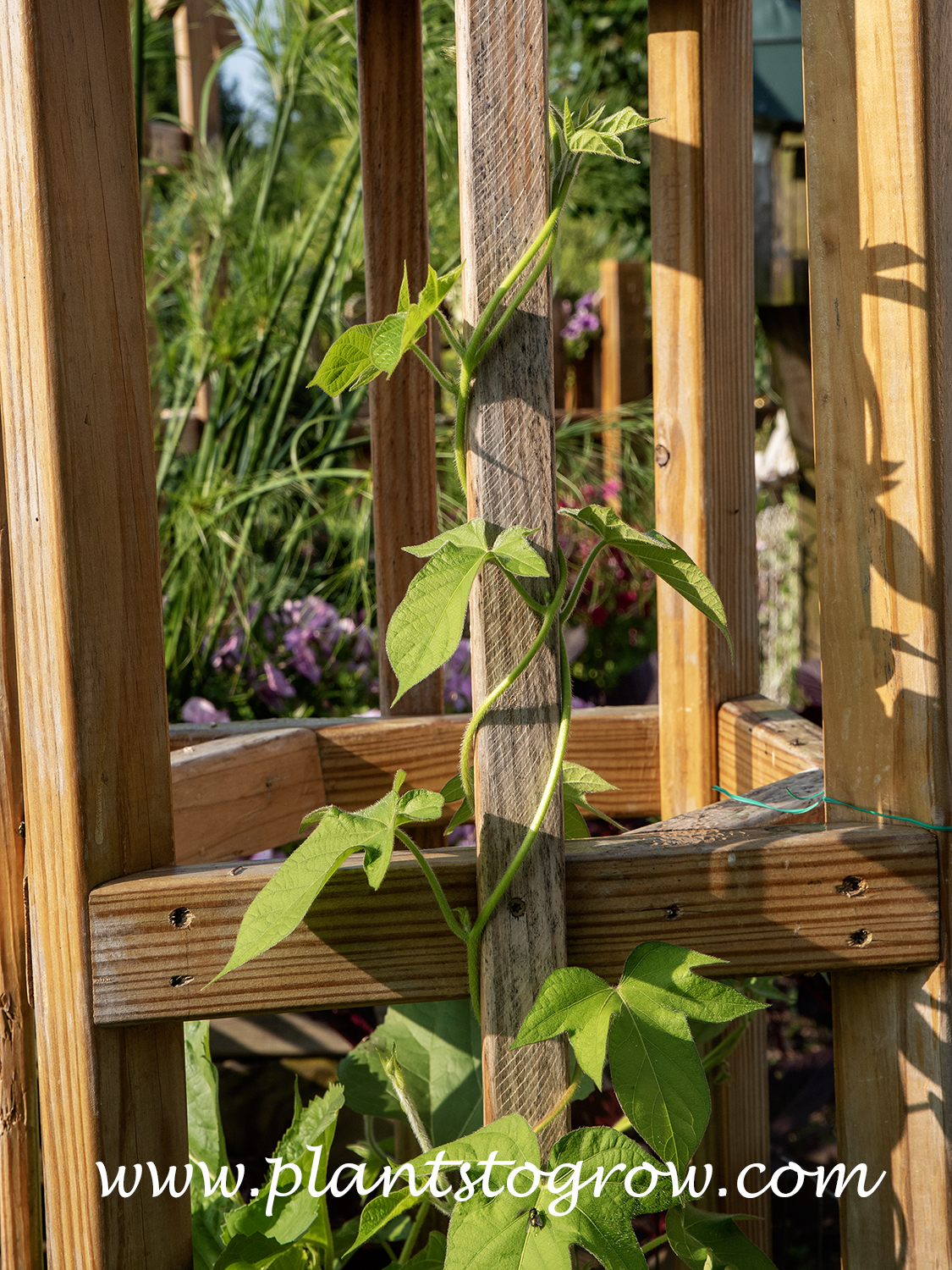 twining stems | Plants To Grow Plants Database by Paul S. Drobot