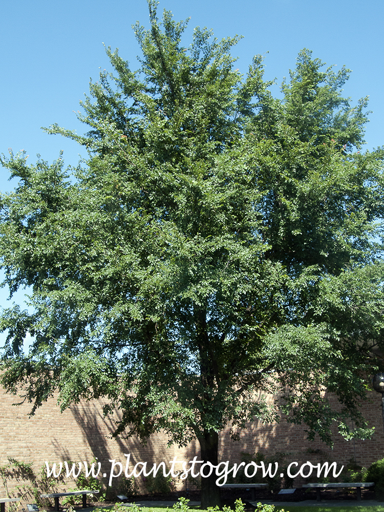 Frontier Elm (Ulmus) | Plants To Grow Plants Database by Paul S. Drobot