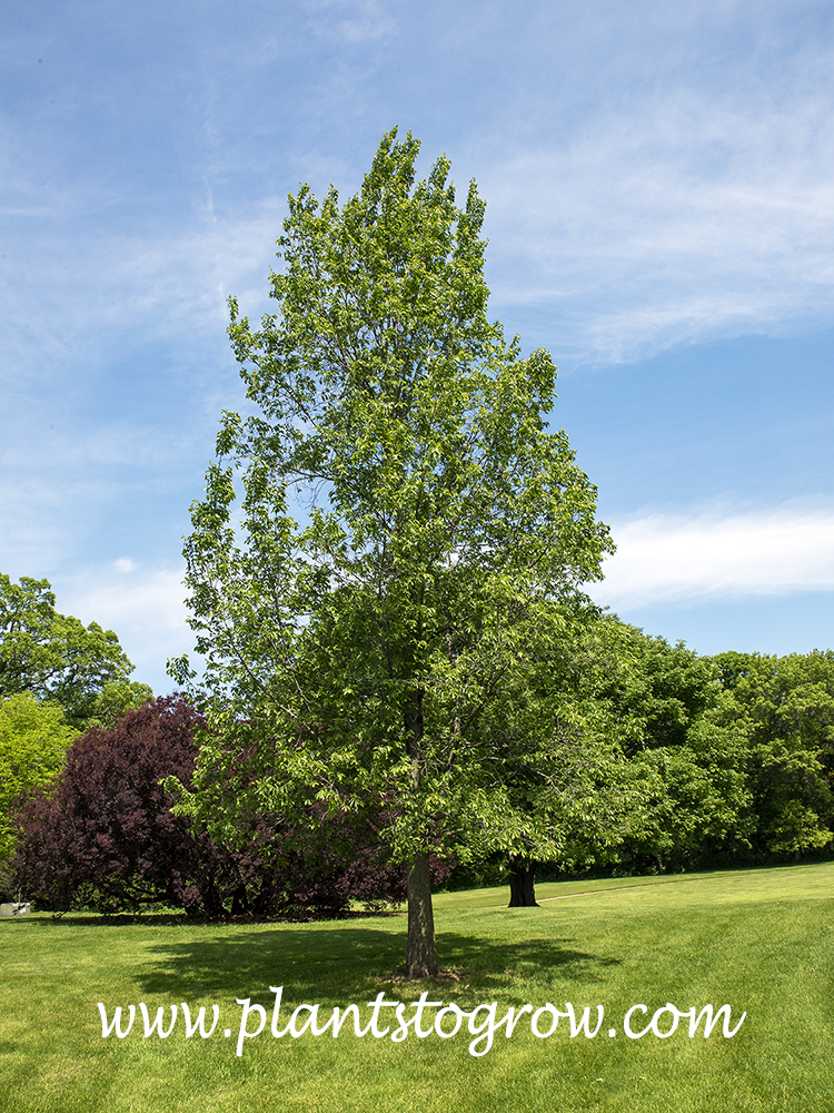 Regal Elm (Ulmus) | Plants To Grow Plants Database by Paul S. Drobot