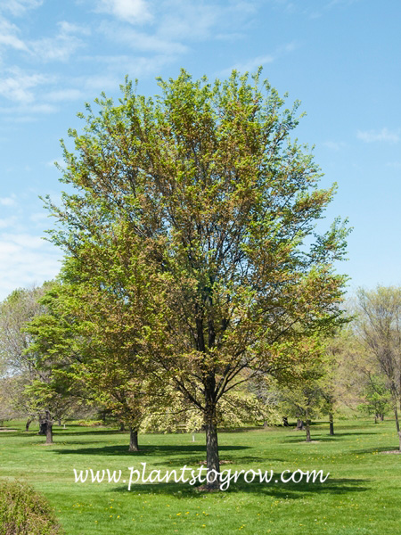 Triumph Elm (Ulmnus) | Plants To Grow Plants Database by Paul S. Drobot