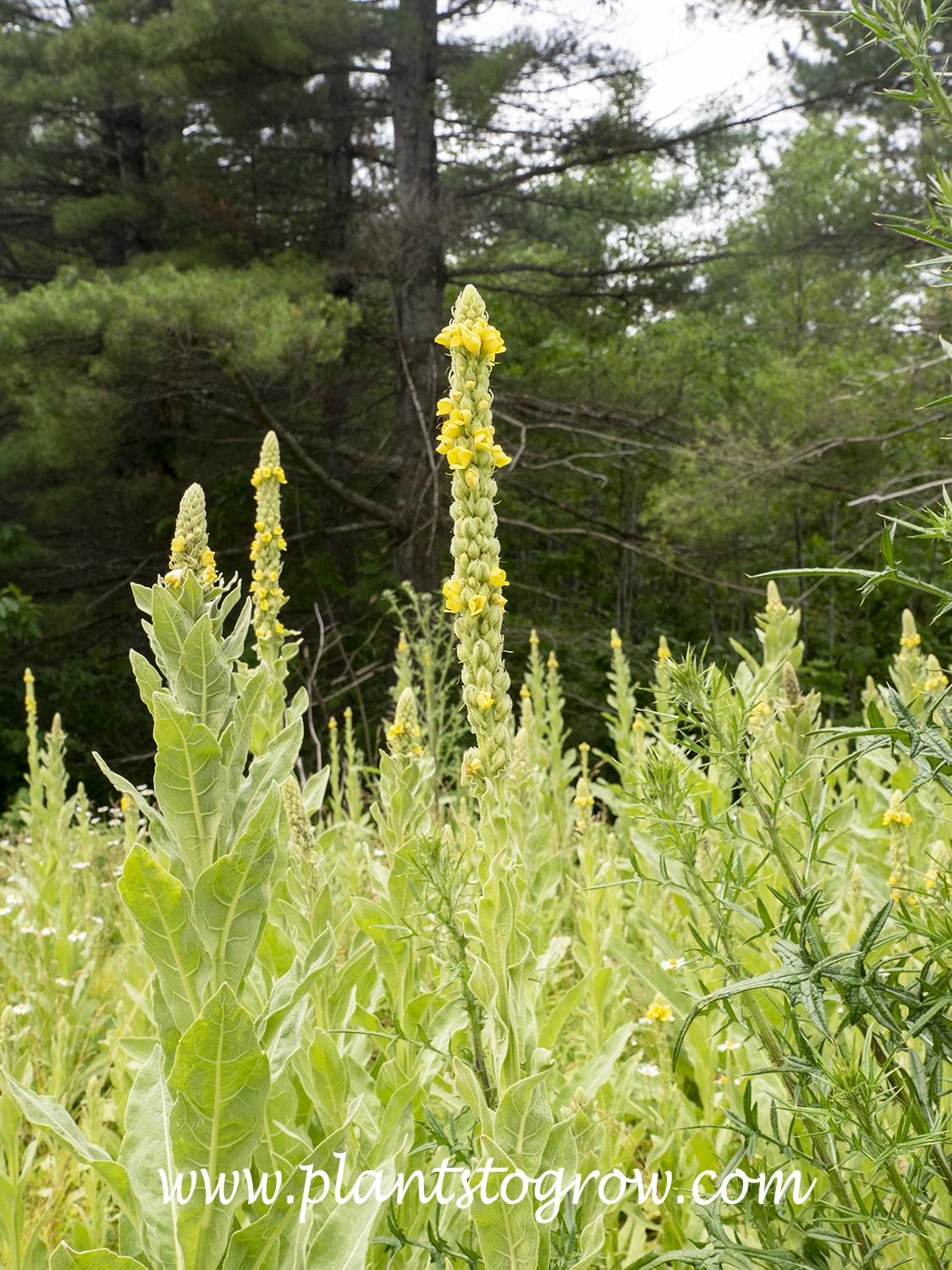 Common Mullein (Verbascum thapsus) | Plants To Grow Plants Database by ...