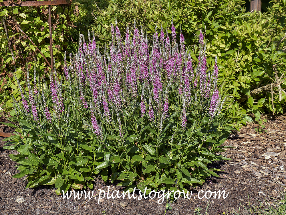 Veronica Perfectly Picasso | Plants To Grow Plants Database by Paul S ...