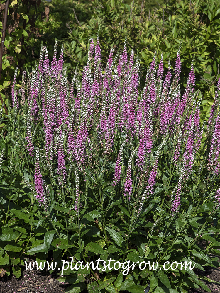 Veronica Perfectly Picasso | Plants To Grow Plants Database by Paul S ...