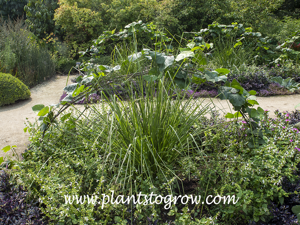 Vetiver (Vetiveria zizanioides) | Plants To Grow Plants Database by ...