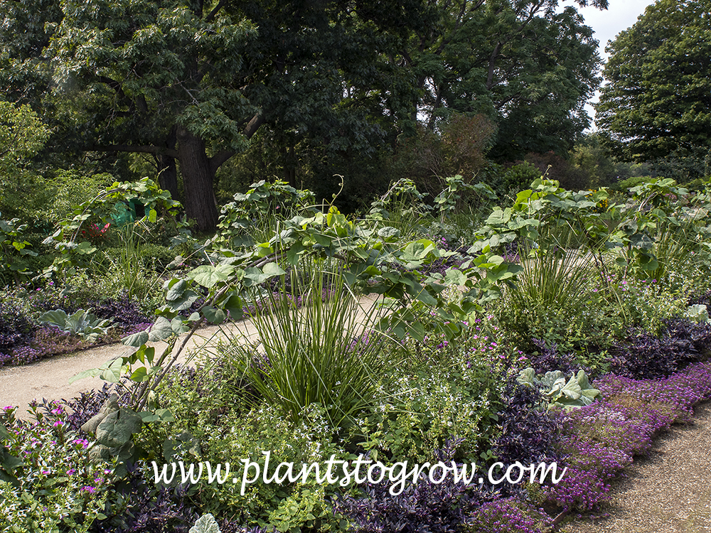 Vetiver (Vetiveria zizanioides) | Plants To Grow Plants Database by ...