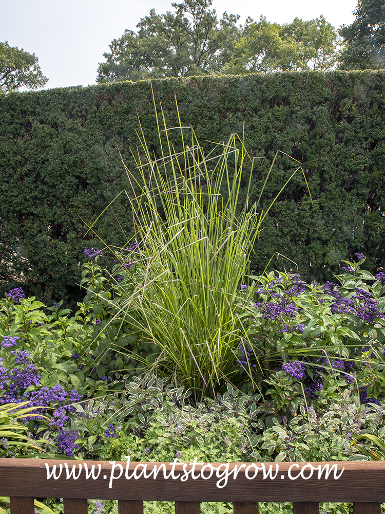 Vetiver (Vetiveria zizanioides) | Plants To Grow Plants Database by ...
