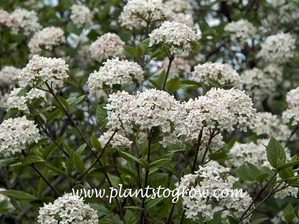 Mohawk Viburnum (Viburnum x burkwoodii) | Plants To Grow Plants ...