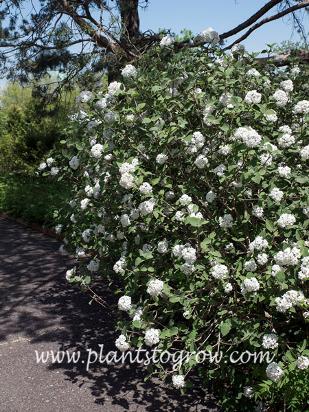 Compact Carlessi Viburnum (Viburnum carlesii compactum) | Plants To ...