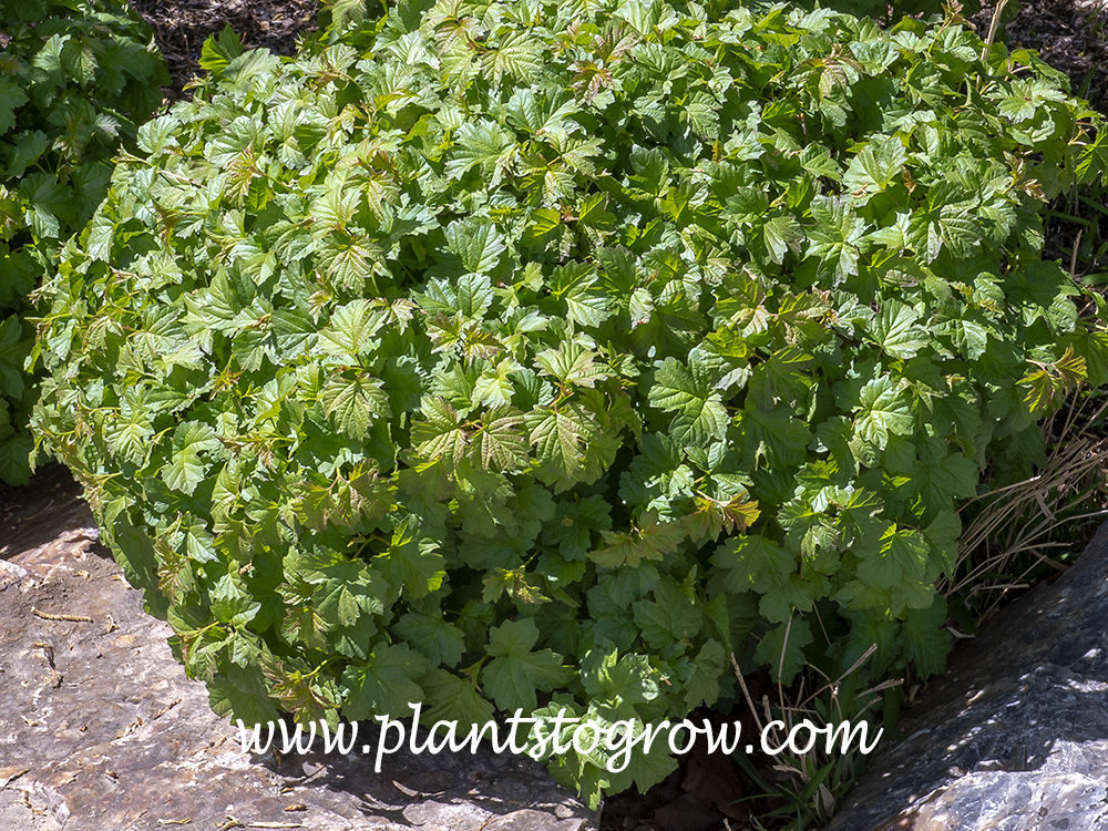 Nanum Bullatum Cranberrybush (Viburnum opulus Bullatum) | Plants To ...