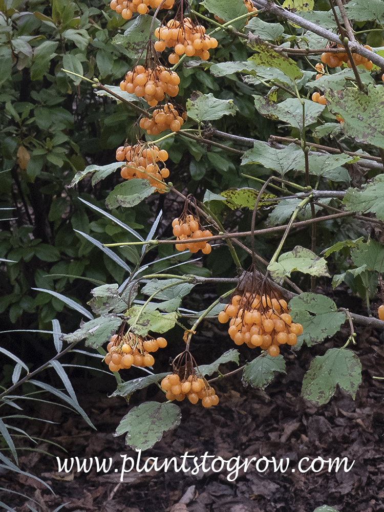 Yellow Fruited Cranberry Viburnum (Viburnum opulus xanthocarpum ...