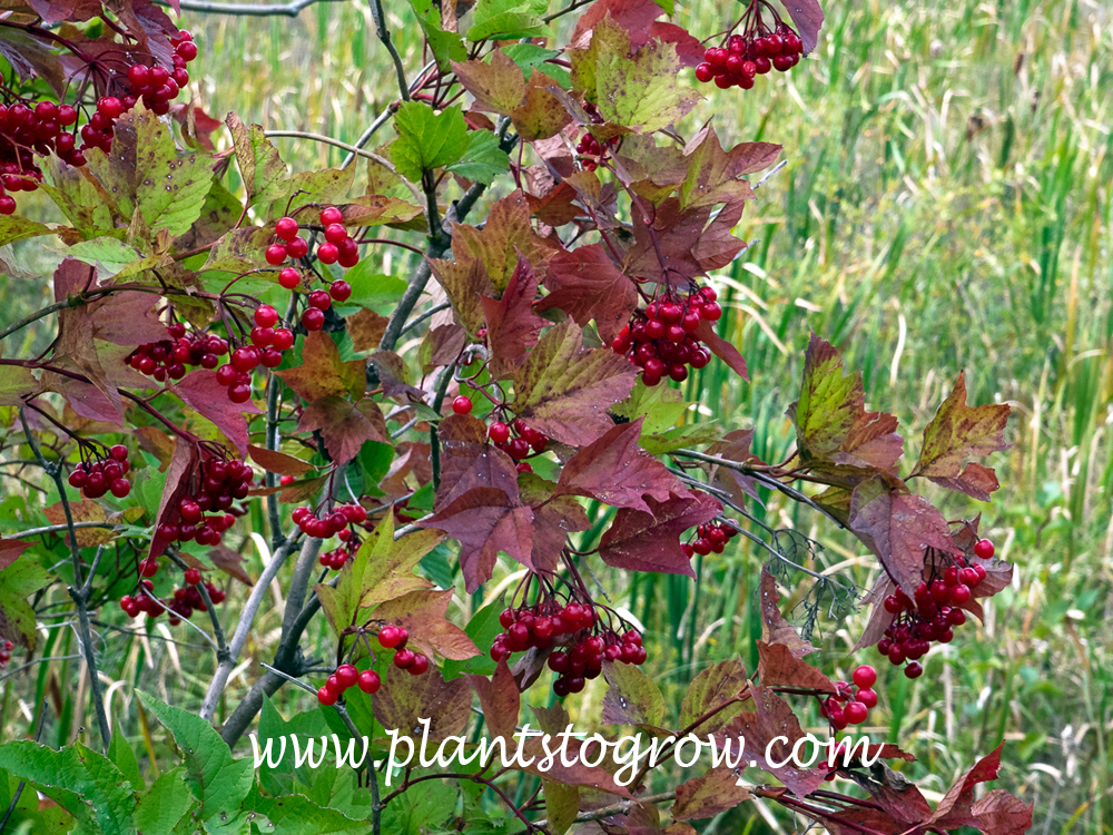 Cranberry Bush Viburnum (Viburnum opulus var trilobum) | Plants To Grow ...