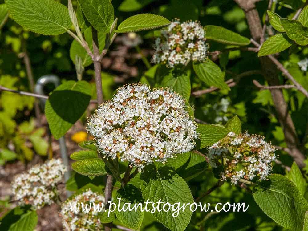 Siebold Viburnum | Plants To Grow Plants Database by Paul S. Drobot
