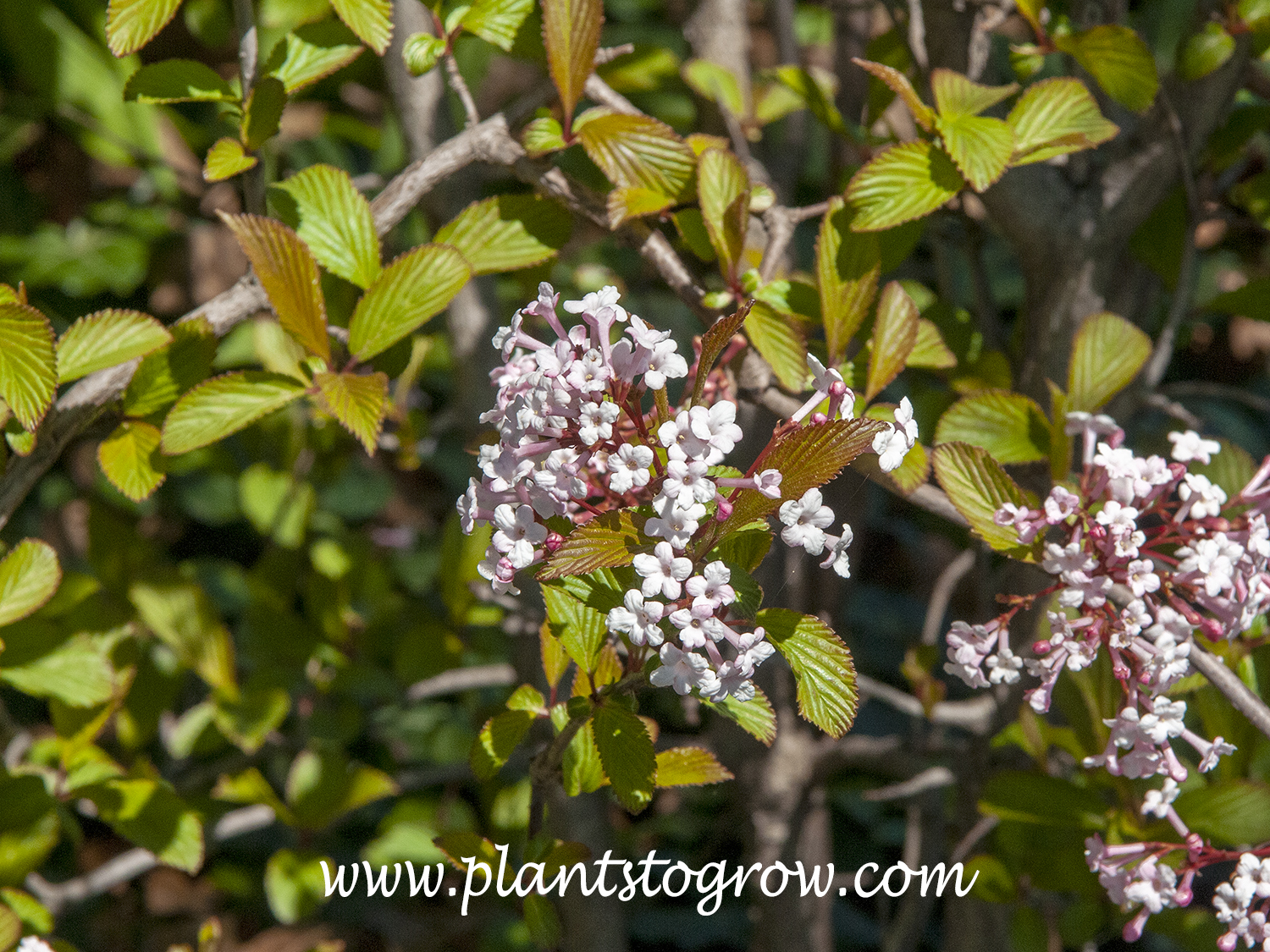 'Deben' Bodant Viburnum (Viburnum x bodatenise) | Plants To Grow Plants ...