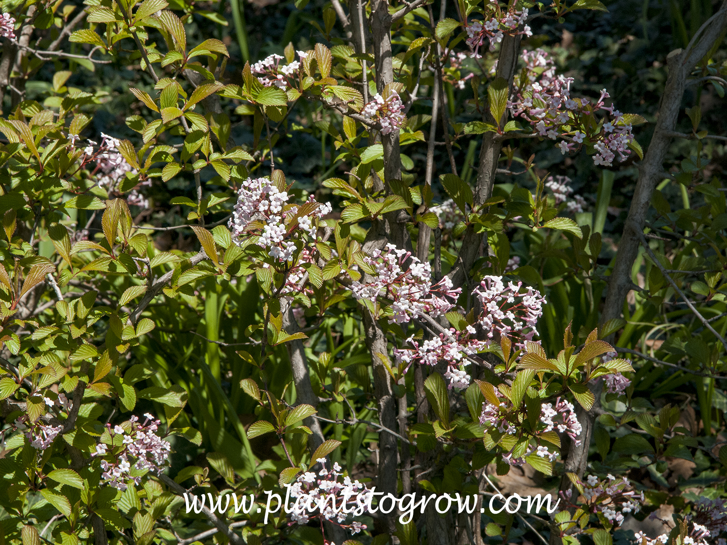 'Deben' Bodant Viburnum (Viburnum x bodatenise) | Plants To Grow Plants ...